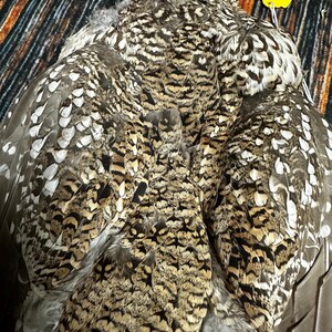 Real South Dakota Grouse Skin Feather Millinery Bustle Western Decor ...