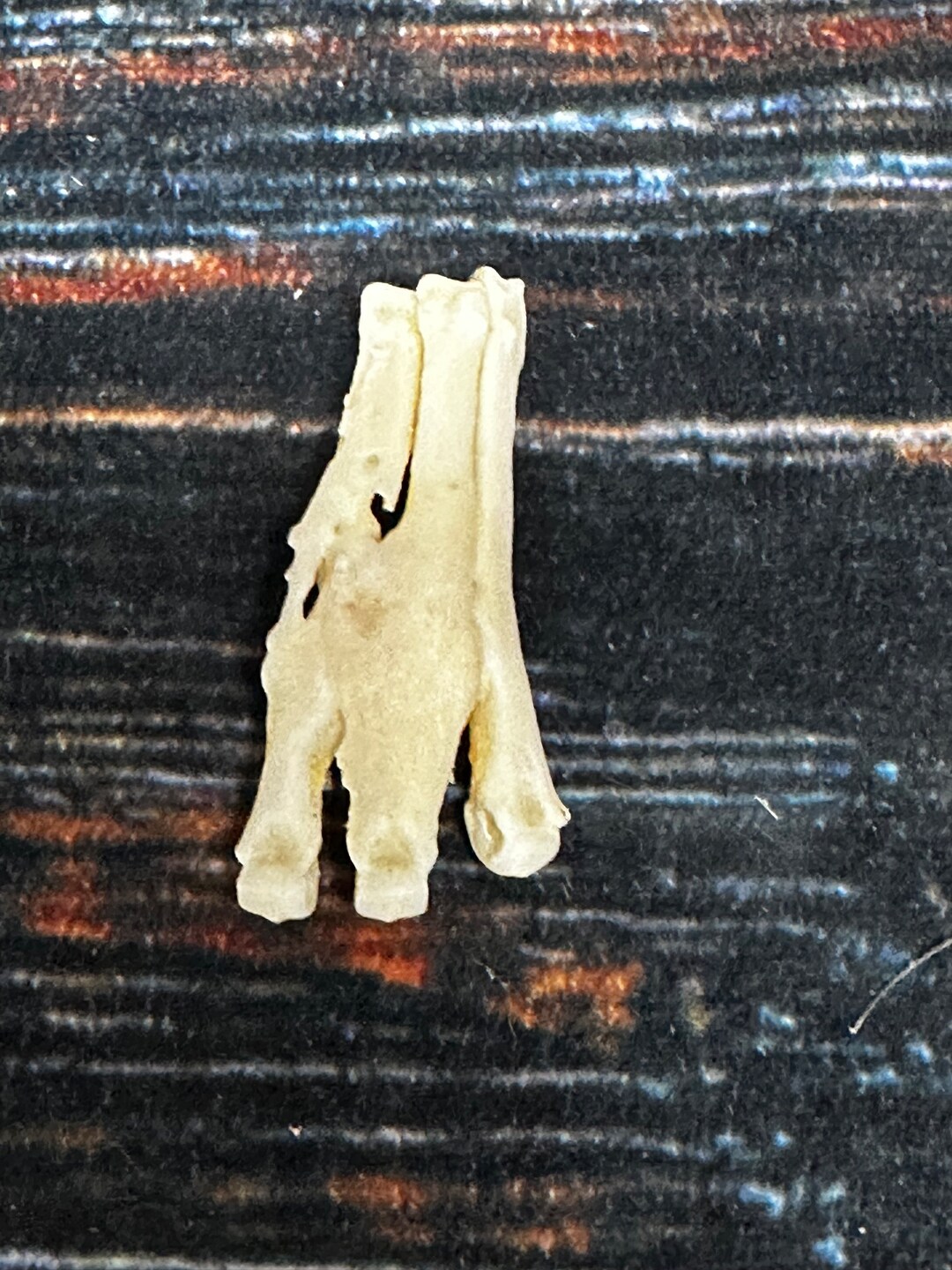 Real Natural Deformed Coyote Paw Bone Pieces KNIFE Handle Craft Art ...