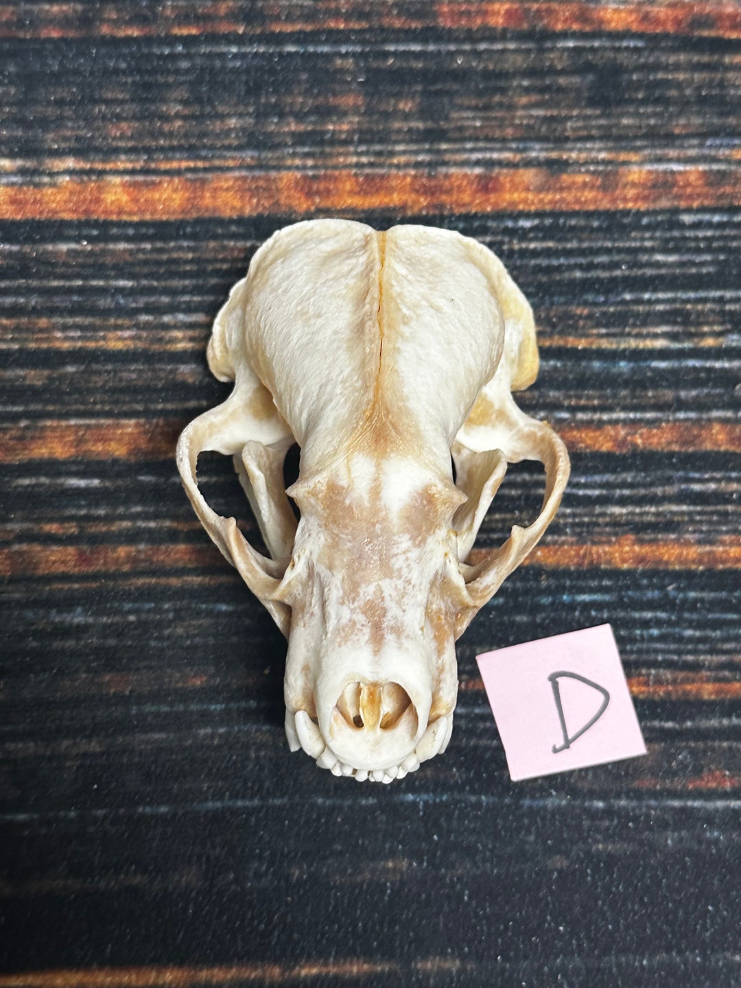 Real XL BADGER Skull Bone Animal Mount Man Cave Cabin Decor Art Craft ...