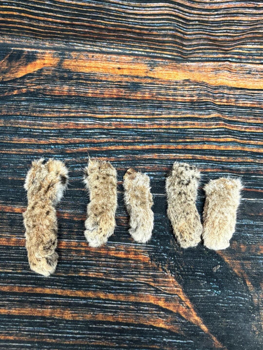 5 Real American Bobcat Feet Cured Taxidermy Mount Repair Witchcraft ...