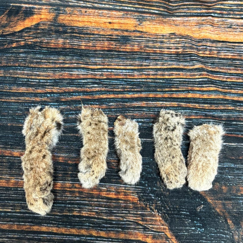 Bobcat Taxidermy Mounts - Etsy