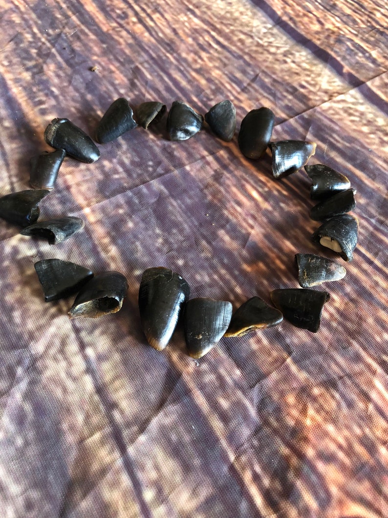 20 Real Deer Dew Claws Hooves Foot Native American Beads Art Craft ...