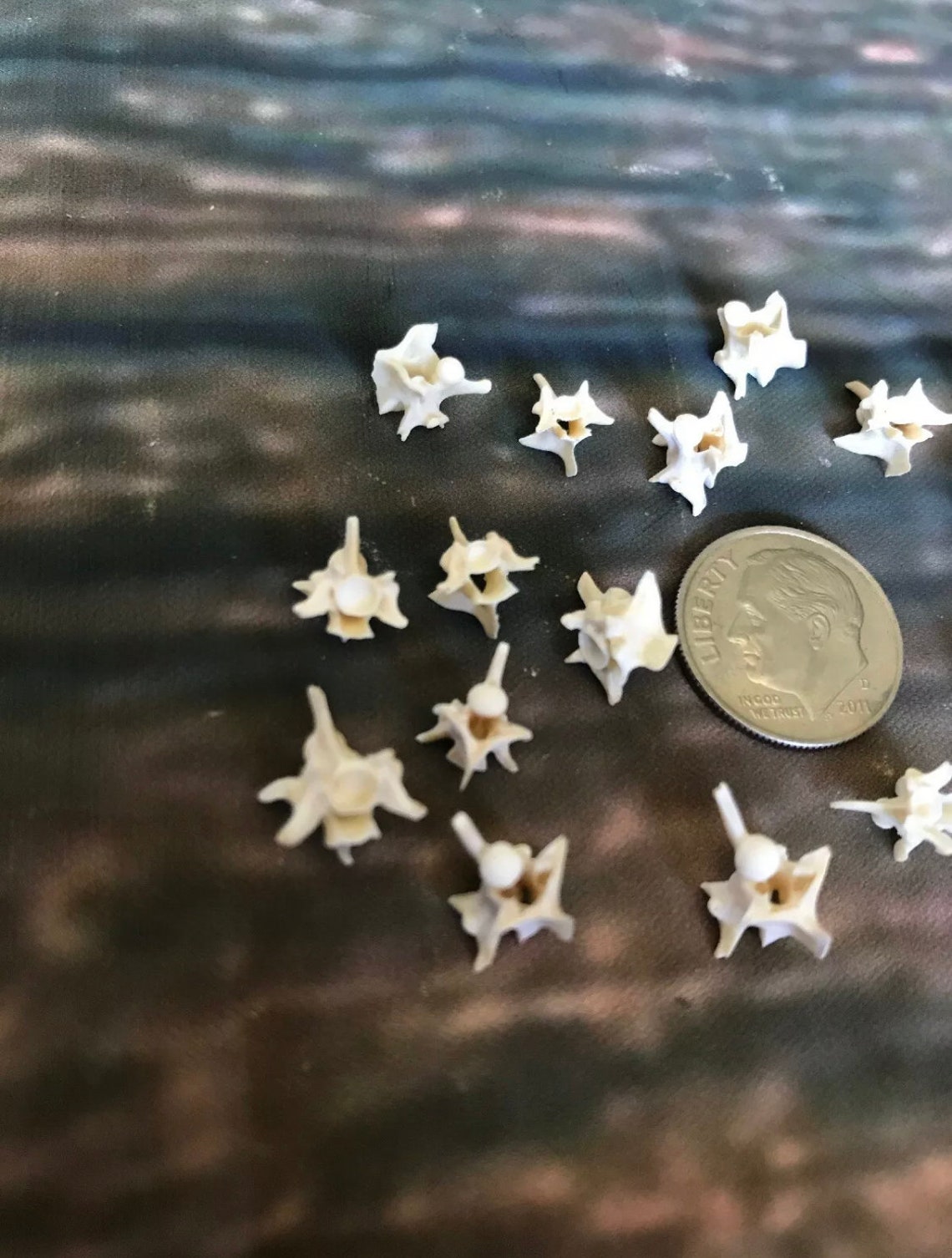 20 Real Rattlesnake Vertebrae Vertebrea Bone Gothic Voodoo | Etsy