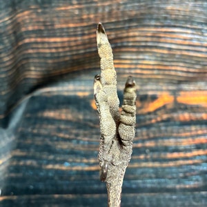 Real Wild Turkey Foot Taxidermy Mount Art Feet Voodoo Unique Christmas ...