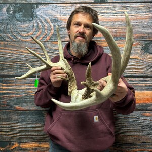 Trophy Wild 14 Point Whitetail Deer Rack Antler Mount Horn Head Unique ...