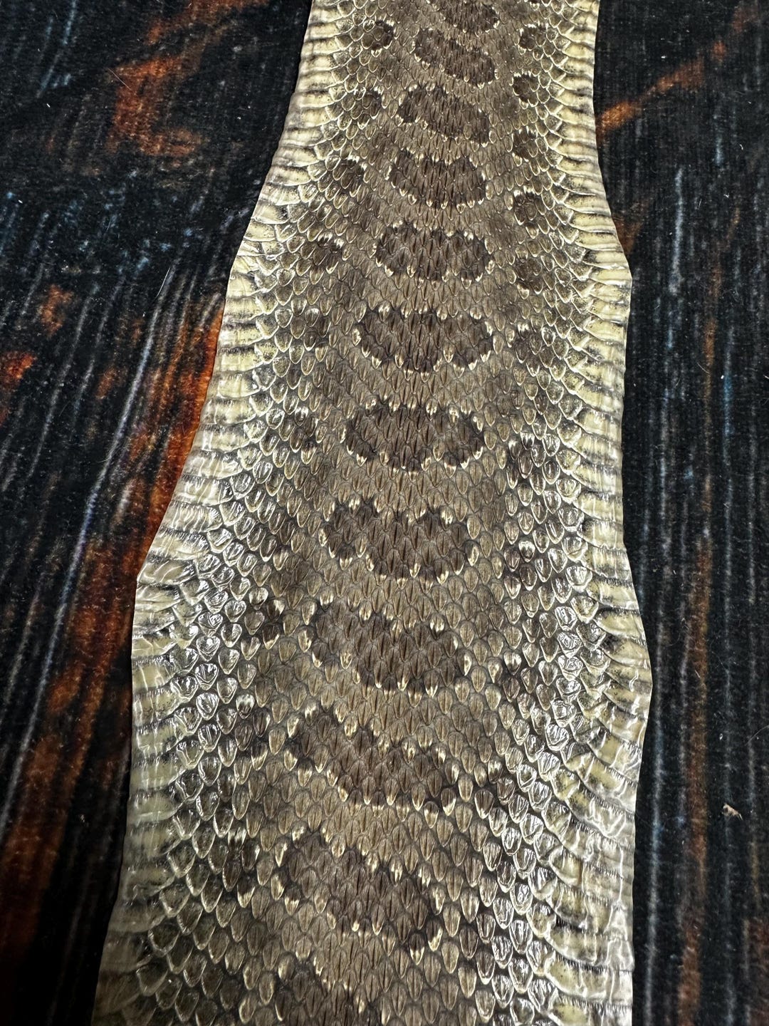 REAL Rattlesnake Skin Prairie Rattler Hide Dry Tanned Bow Wrap Blank ...