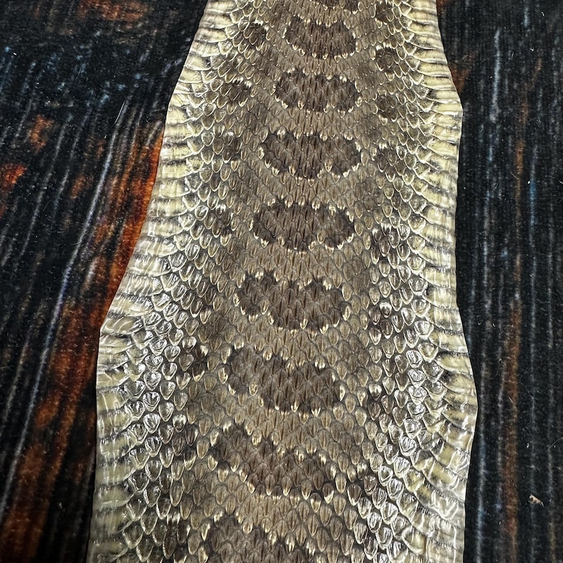 Real Snake Skin - Etsy