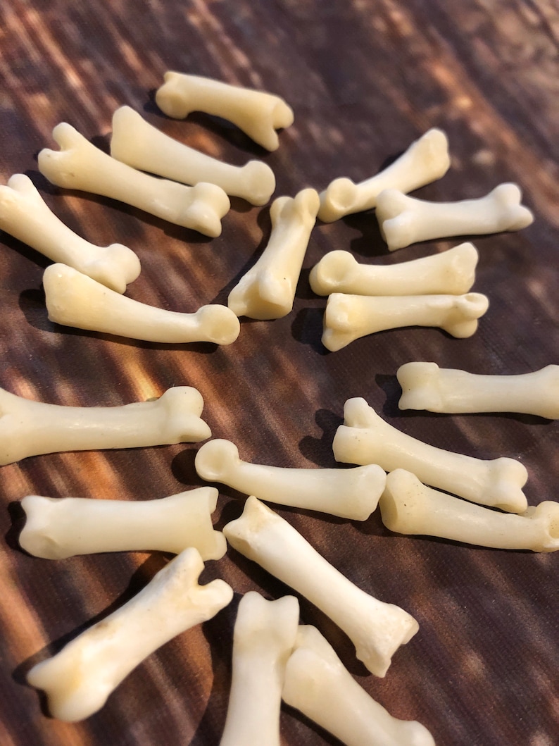 20 Real Coyote Toe Bone Mountain Man Craft Art Supplies - Etsy