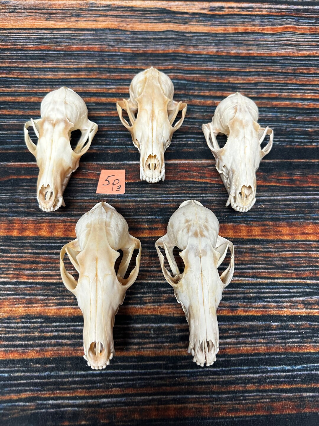 5 Real Red Fox Skulls Unique Animal Mount Christmas Gift Art Craft ...