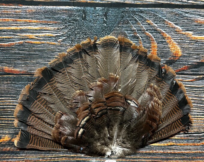 Real Wild Turkey Tail Merriam Feather Millinery Big Tom Decoy Bustle ...