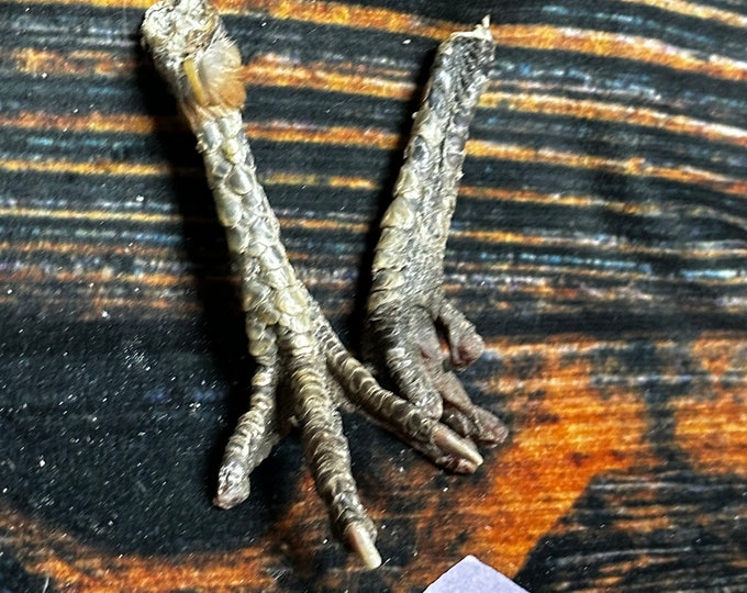 2 Chicken Feet Pair Animal Mount Repair Witchcraft Voodoo Art Supply ...