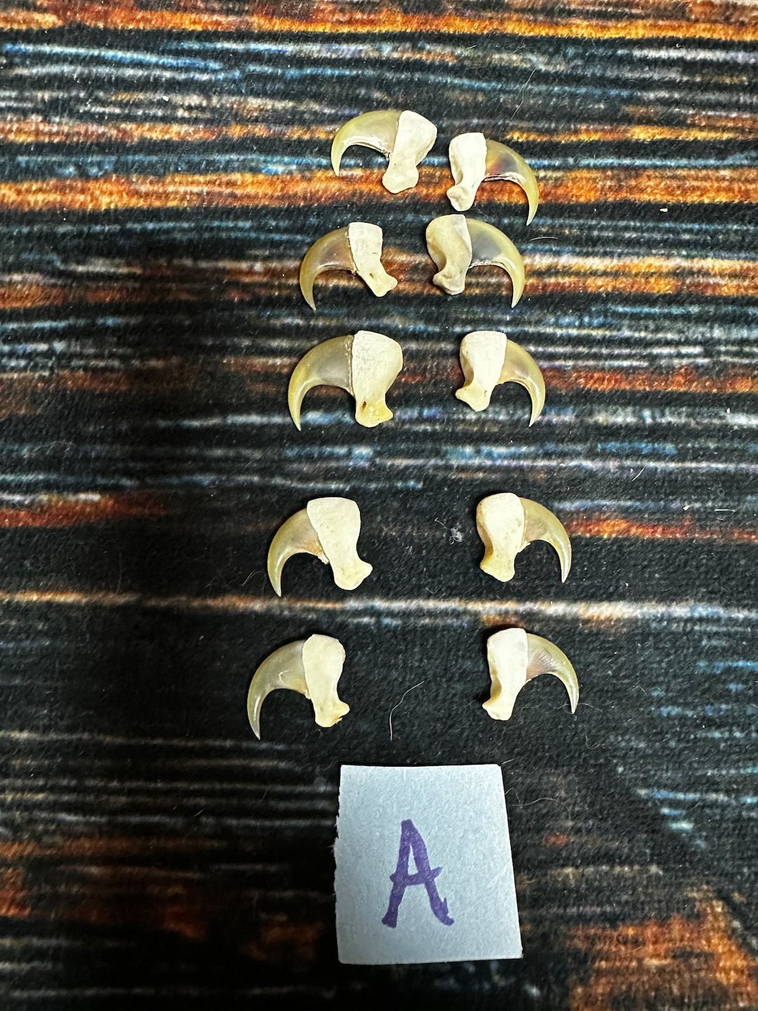 10 American Bobcat Claws Art Craft Supply Jewelry Ring Choker Necklace ...