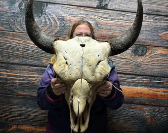 Real American Bison Buffalo Skull Western Yard Decor Art Craft Supplies ...