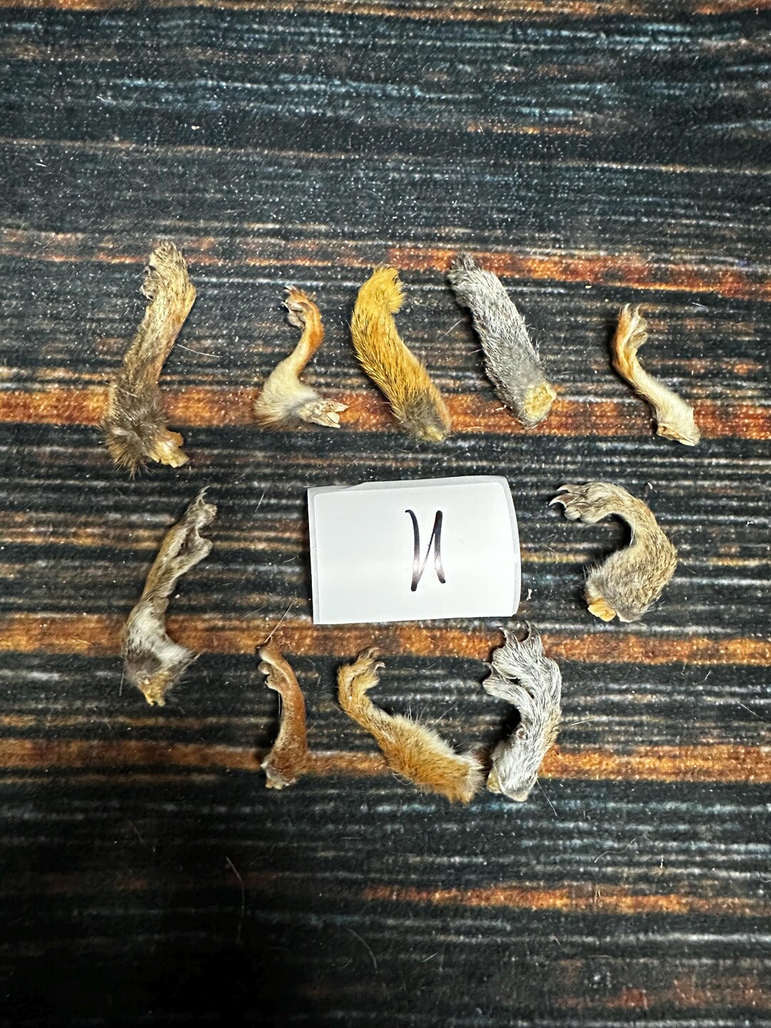 10 Real Squirrel Feet Cured Tanned Taxidermy Mount Repair Witchcraft ...