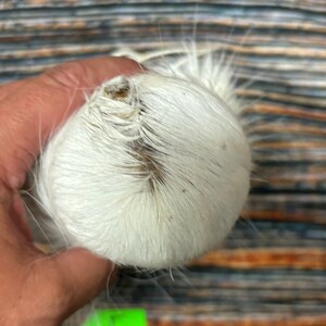 Whitetail Deer Scrotum Real Bison Ball Bag Oddity Nutsack Gag Gift ...