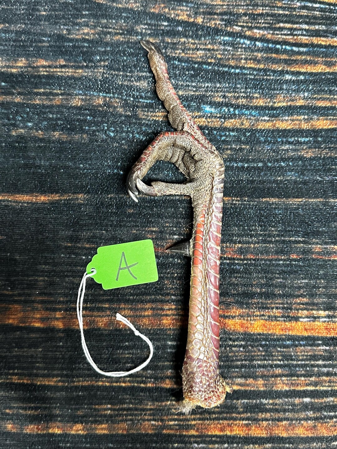 Real Wild Turkey Foot Taxidermy Mount Art Feet Voodoo Unique Christmas ...