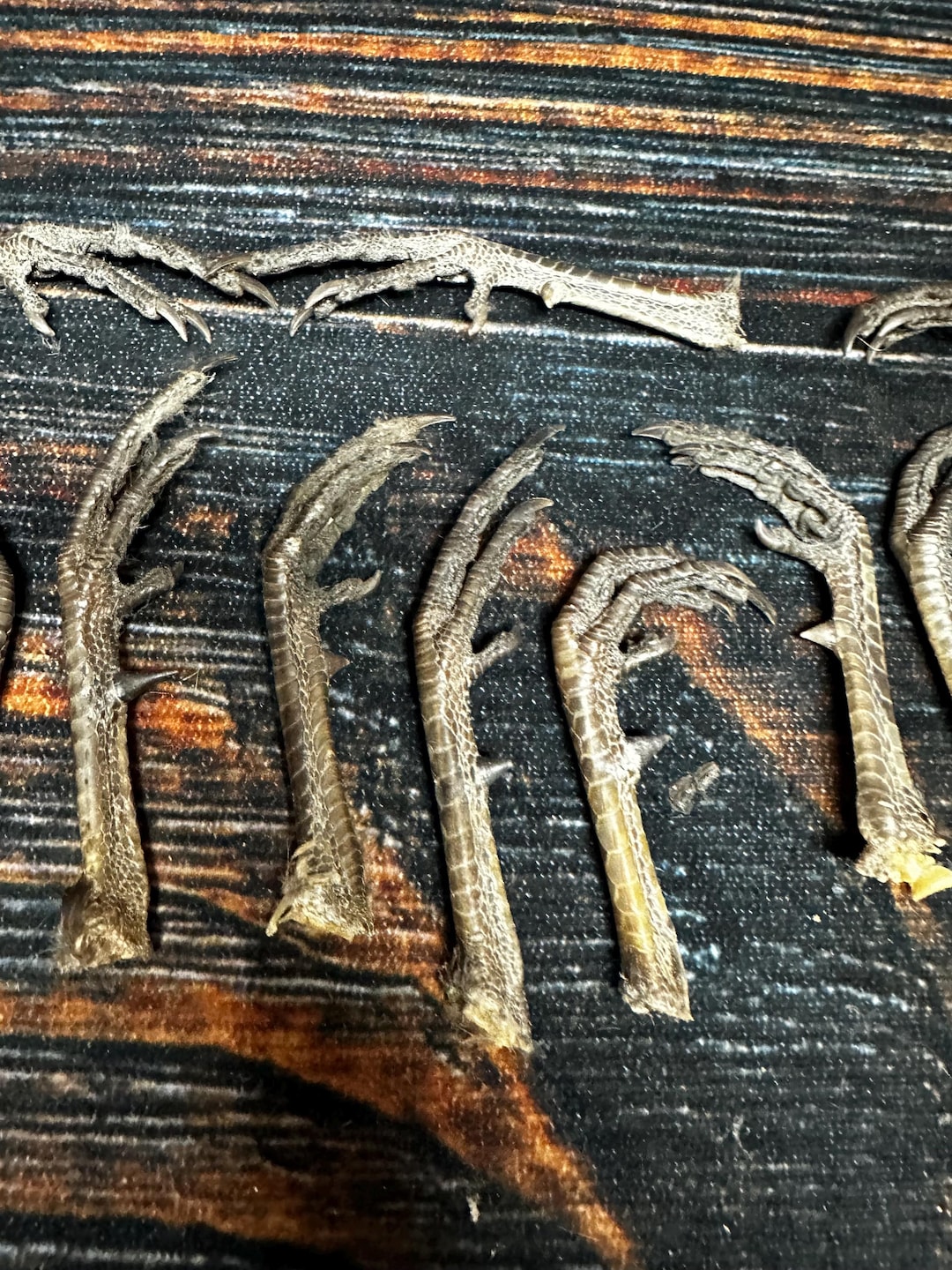 11 Pheasant Feet Art Animal Mount Repair Witchcraft Voodoo Supply ...