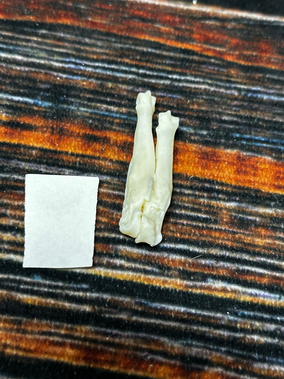 Real Natural Deformed Coyote Paw Bone Pieces KNIFE Handle Craft Art ...