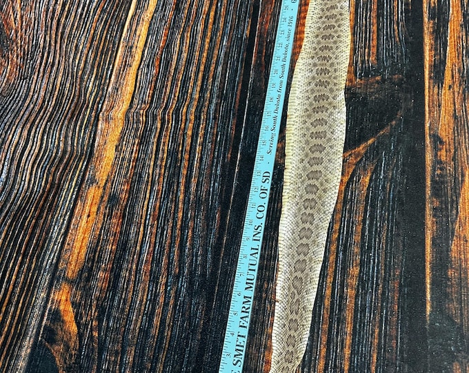 REAL Rattlesnake Skin Prairie Rattler Hide Soft Tanned Bow Wrap Blank ...