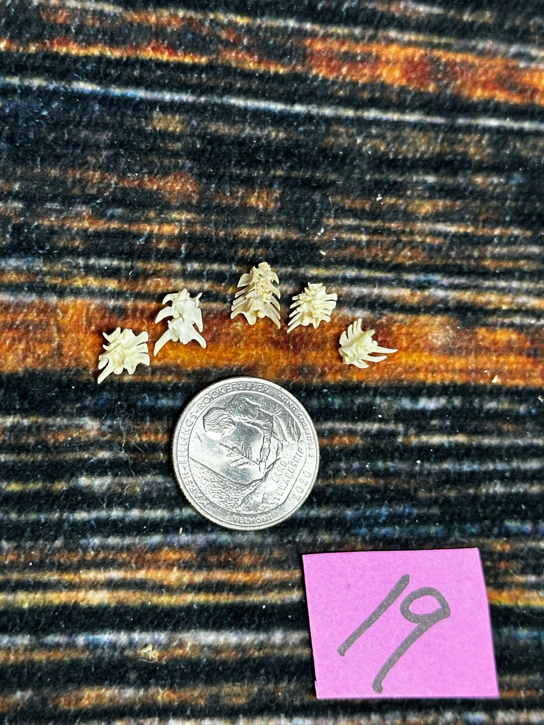 5 Real Fuzed Rattlesnake Vertebrae Bone Gothic Voodoo Witchcraft Craft ...