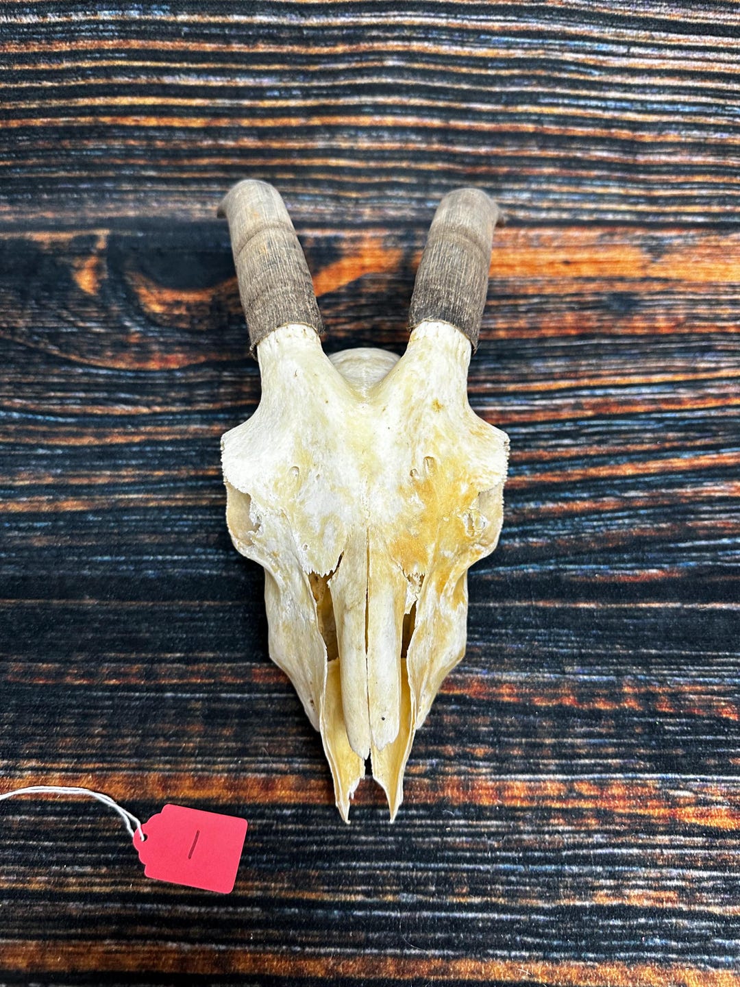 Unique Real Billy Goat Skull W/ Big Horns Ram Animal Mount Man Cave ...
