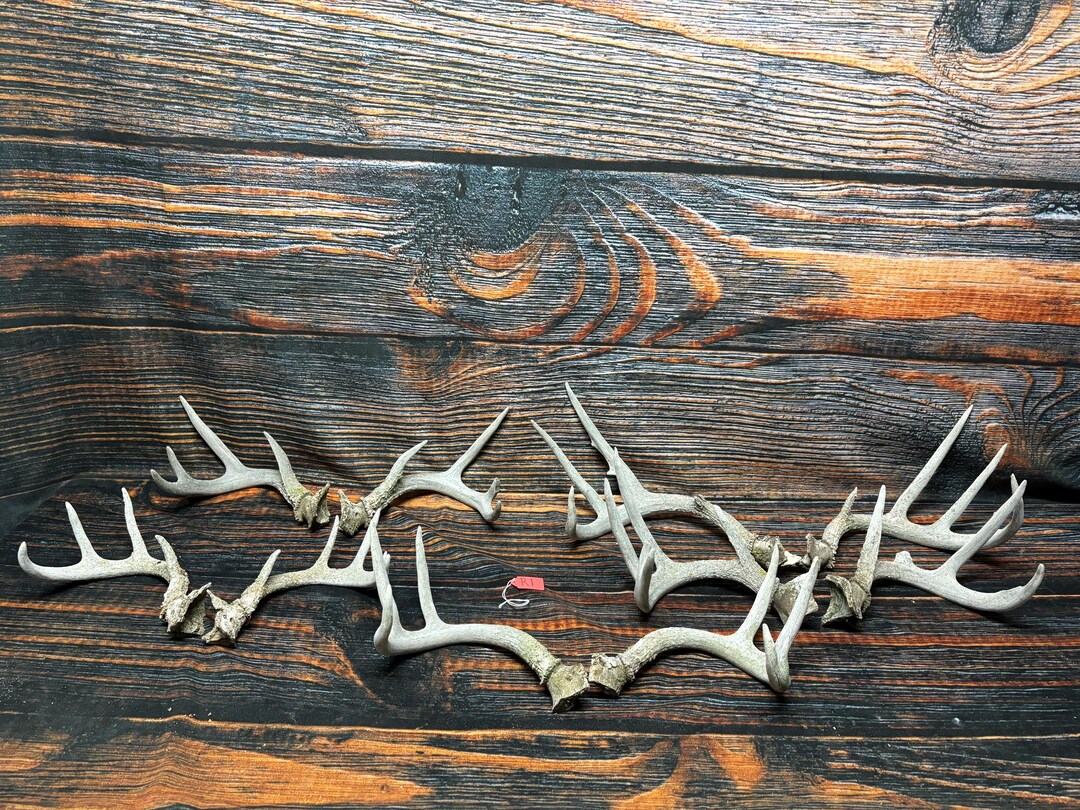 5 Antique Whitetail Deer Racks Antler Mount Horn Head Unique Christmas ...