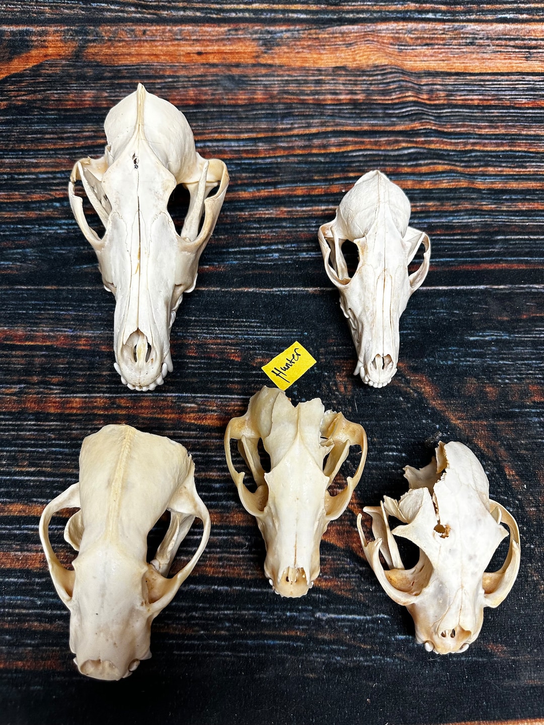 5 Lot Real Skulls Mount Unique Christmas Gift Man Cave Cabin Western ...