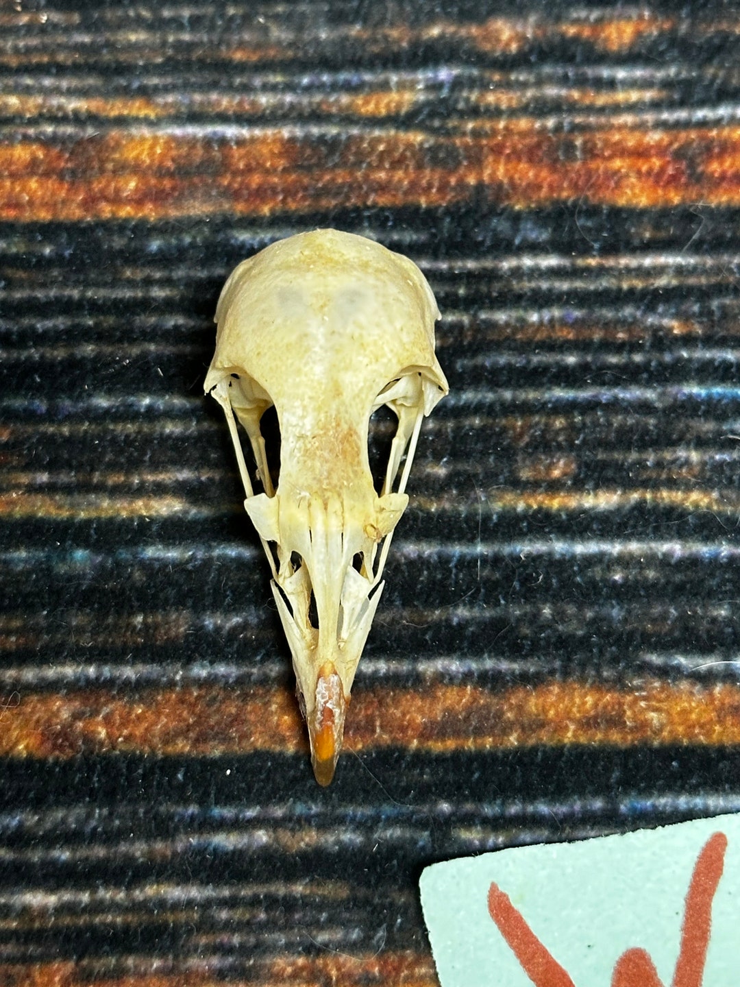 Real Chukar Partridge Skull Art Animal Mount Repair Witchcraft Voodoo ...