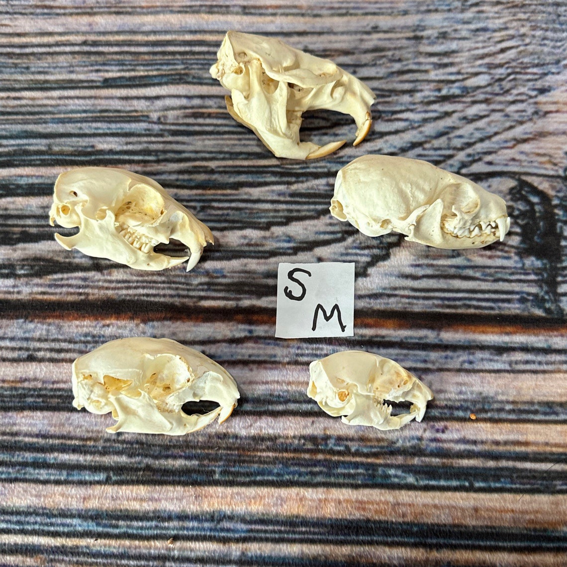 5 Real Animal Skulls Gopher Muskrat Squirrel Educational Model - Etsy
