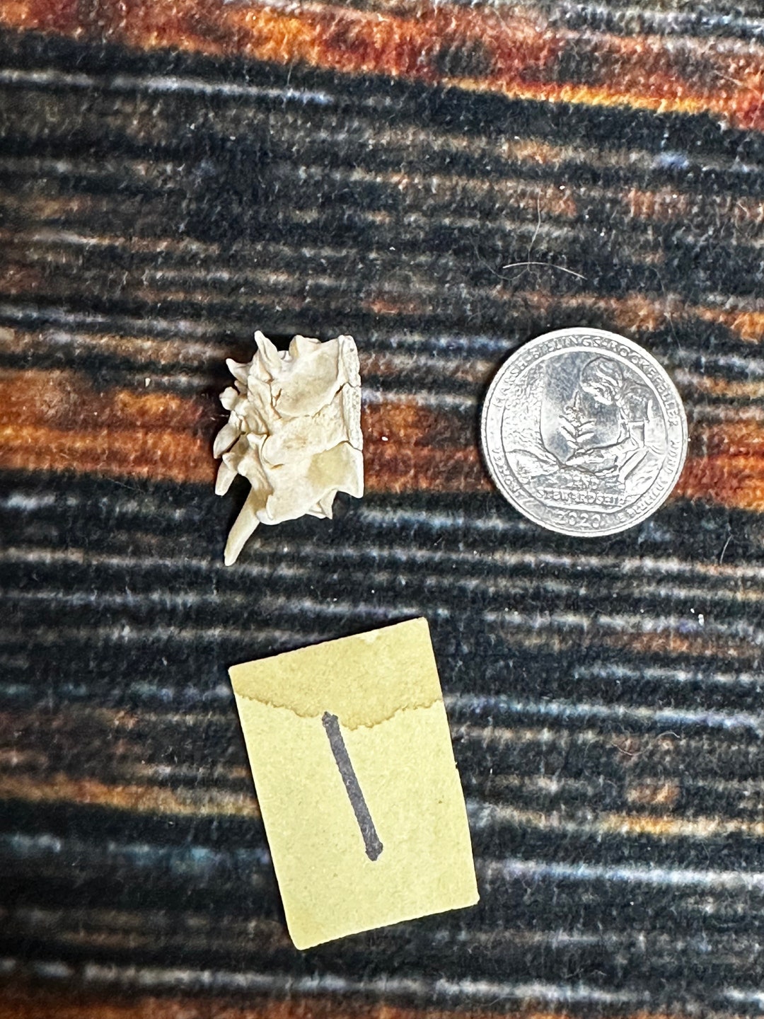 Real Fuzed Rattlesnake Vertebrae Bone Gothic Voodoo Witchcraft Craft ...