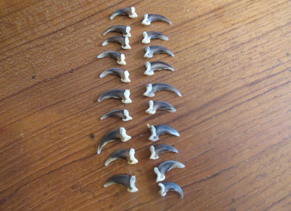 20 Real Red Fox Claws Mountain Man Western Art Craft Supply | Etsy