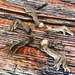 5 Real Muskrat Feet Cured Taxidermy Mount Repair Witchcraft Voodoo ...