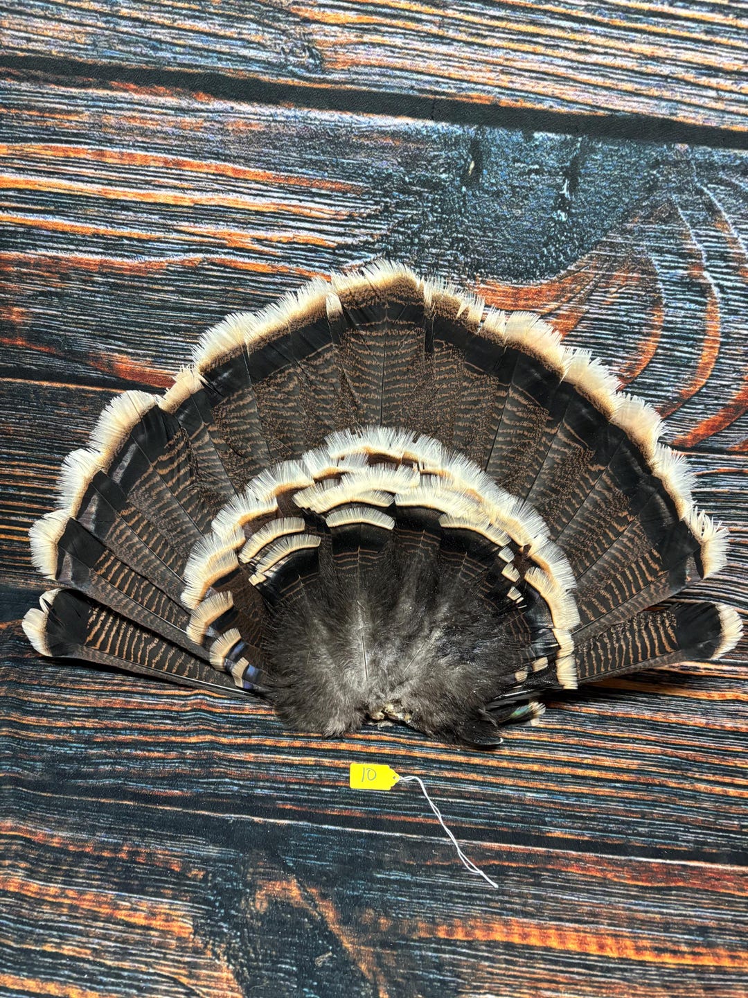 Real Wild Turkey Tail Merriam Feather Millinery Big Tom Decoy Bustle ...