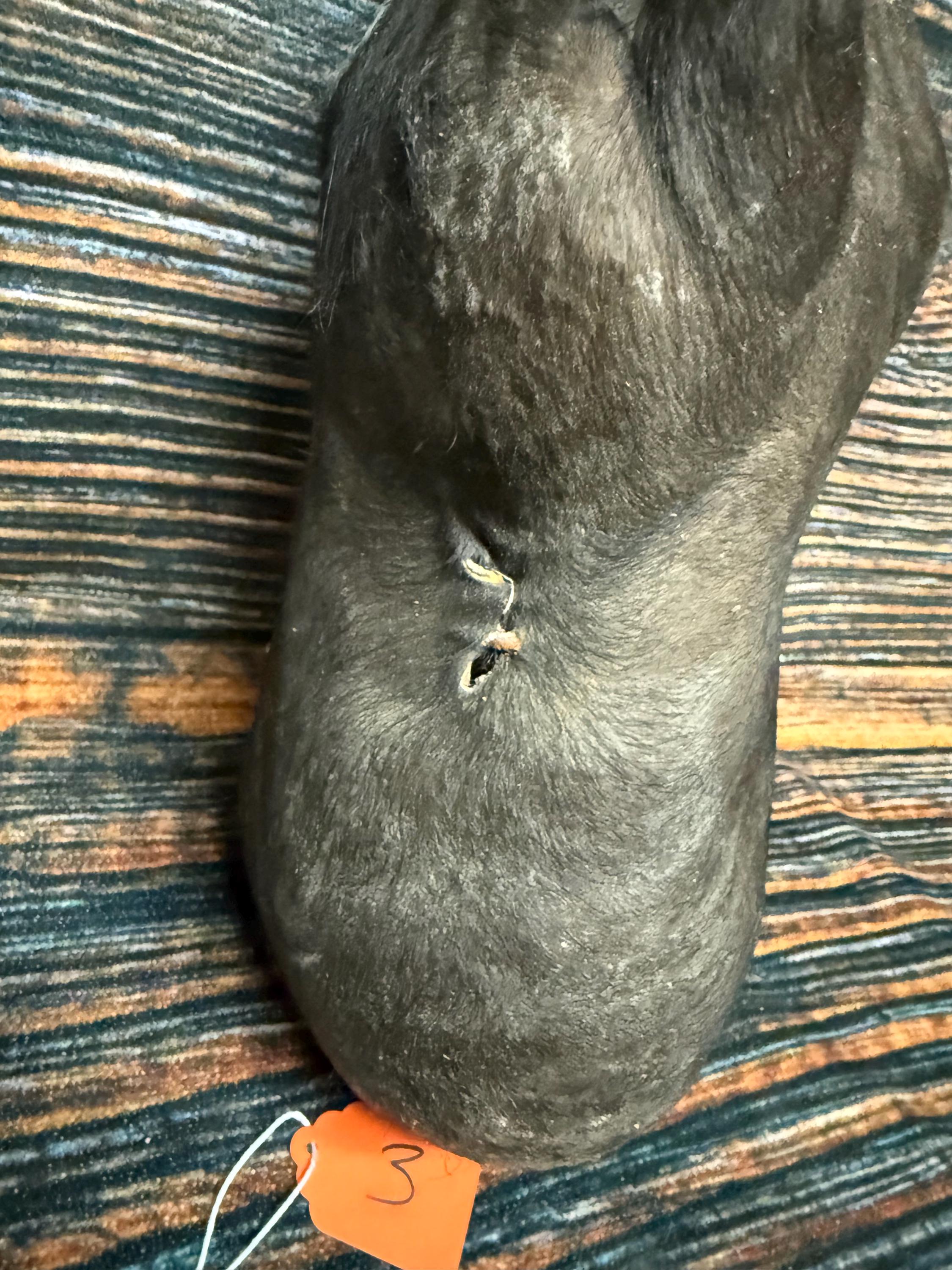 XXXL BULL Scrotum Oddities HUGE Ball Bag Unique Gift Odd Nut Sack Black ...