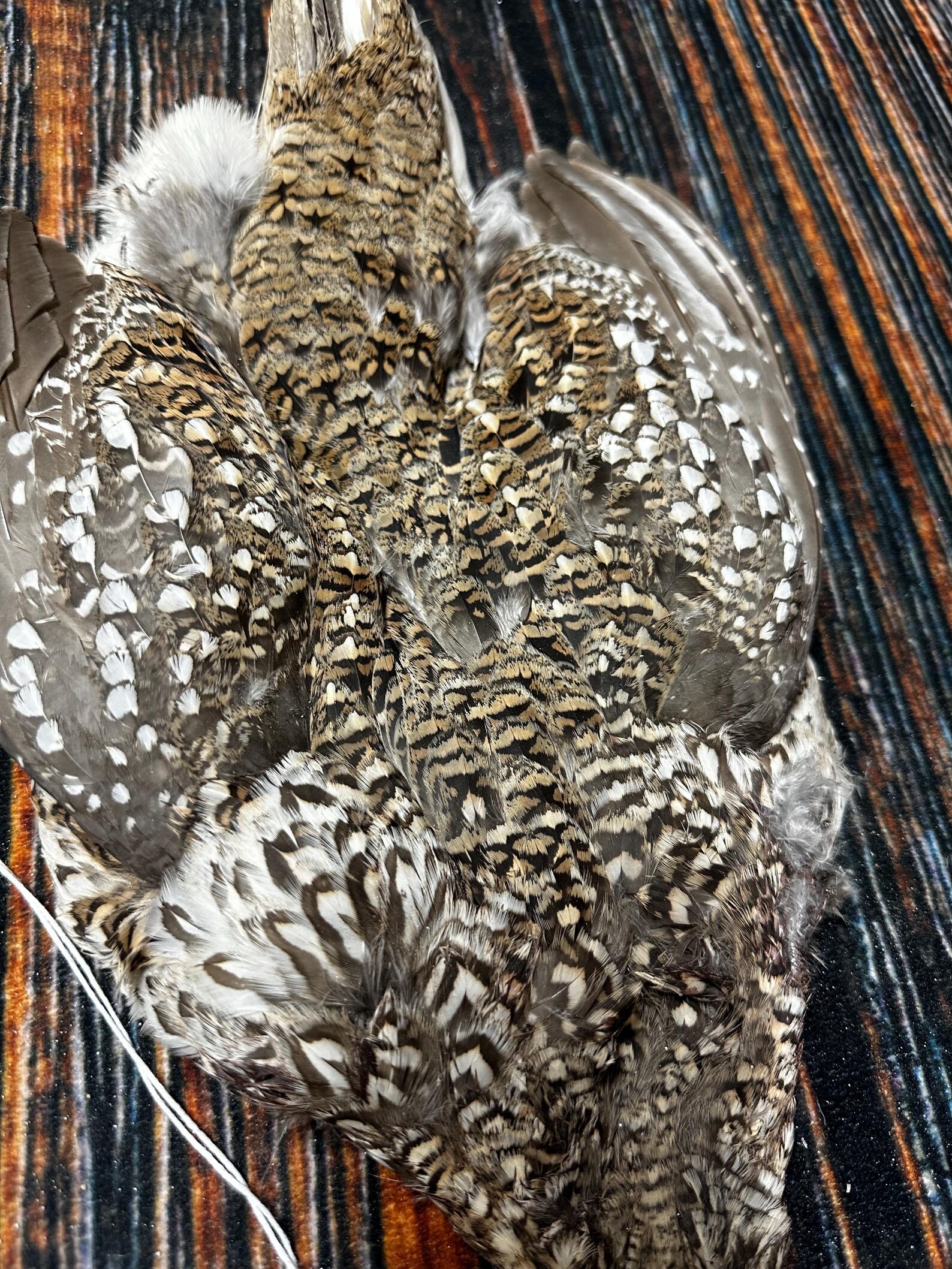 Real South Dakota Grouse Skin Feather Millinery Bustle Western Decor ...