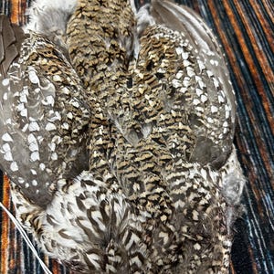 Real South Dakota Grouse Skin Feather Millinery Bustle Western Decor ...