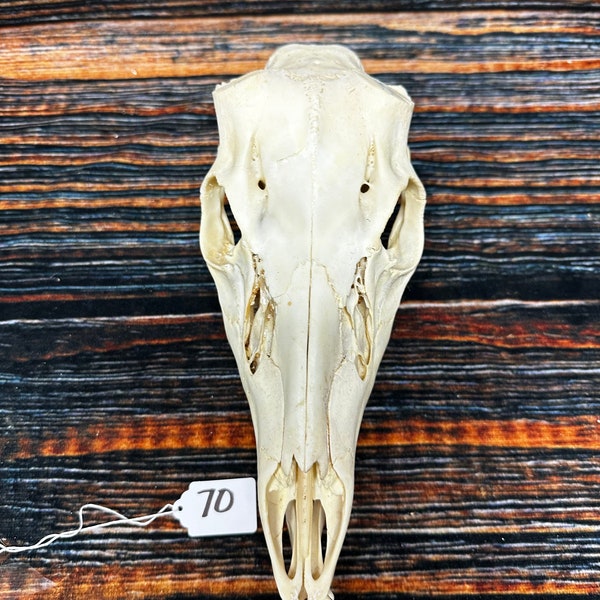 Deer Skull - Etsy
