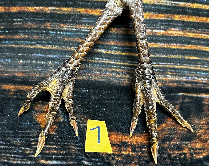 2 Chicken Feet Pair Animal Mount Repair Witchcraft Voodoo Art Supply ...