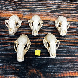 5 Real Raccoon Skulls Heads Bone Educational Model Garden Decor ...