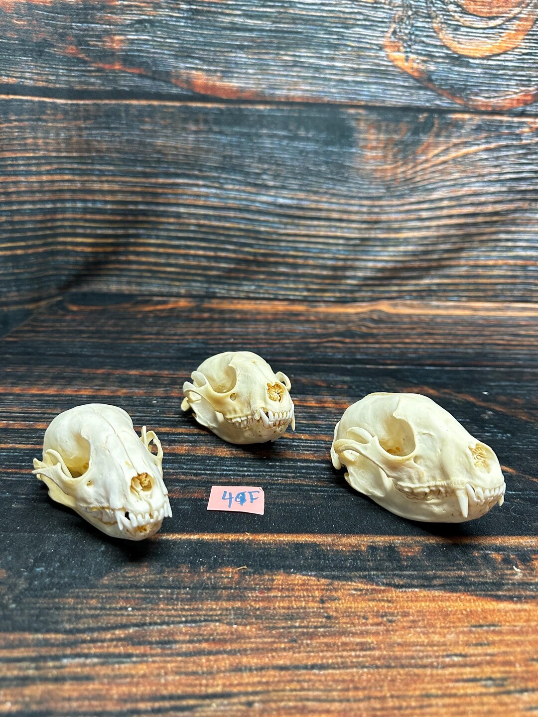 3 Real Raccoon Skulls Heads Bone Educational Model Garden Decor ...