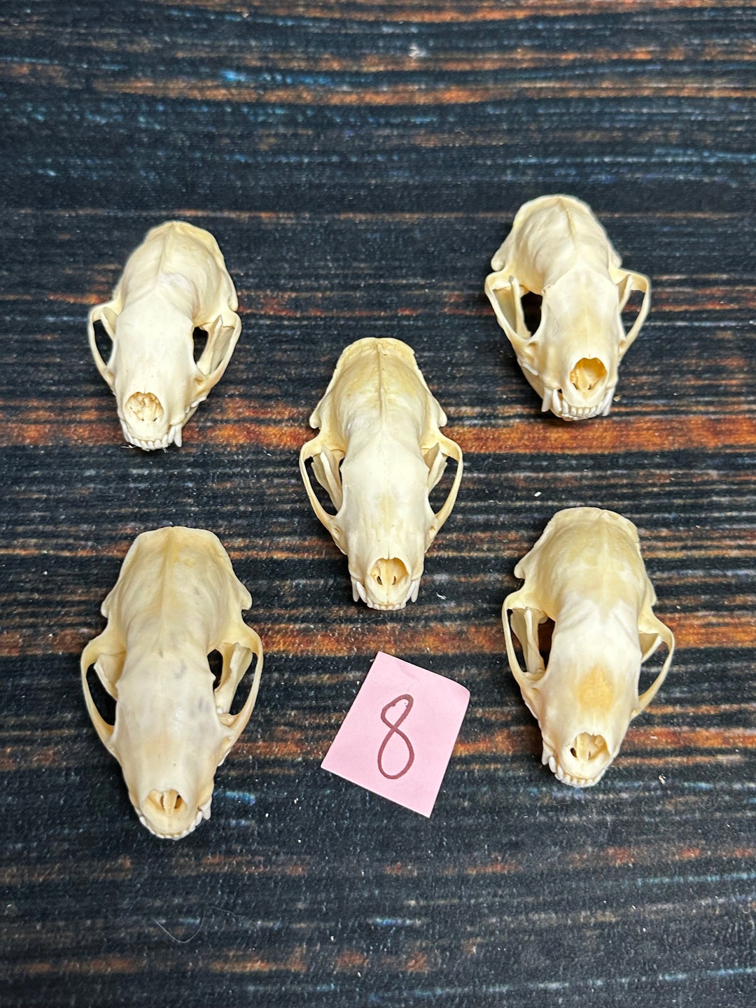 5 Real XL Skunk Skull Bone Animal Mount Man Cave Cabin Western Decor ...