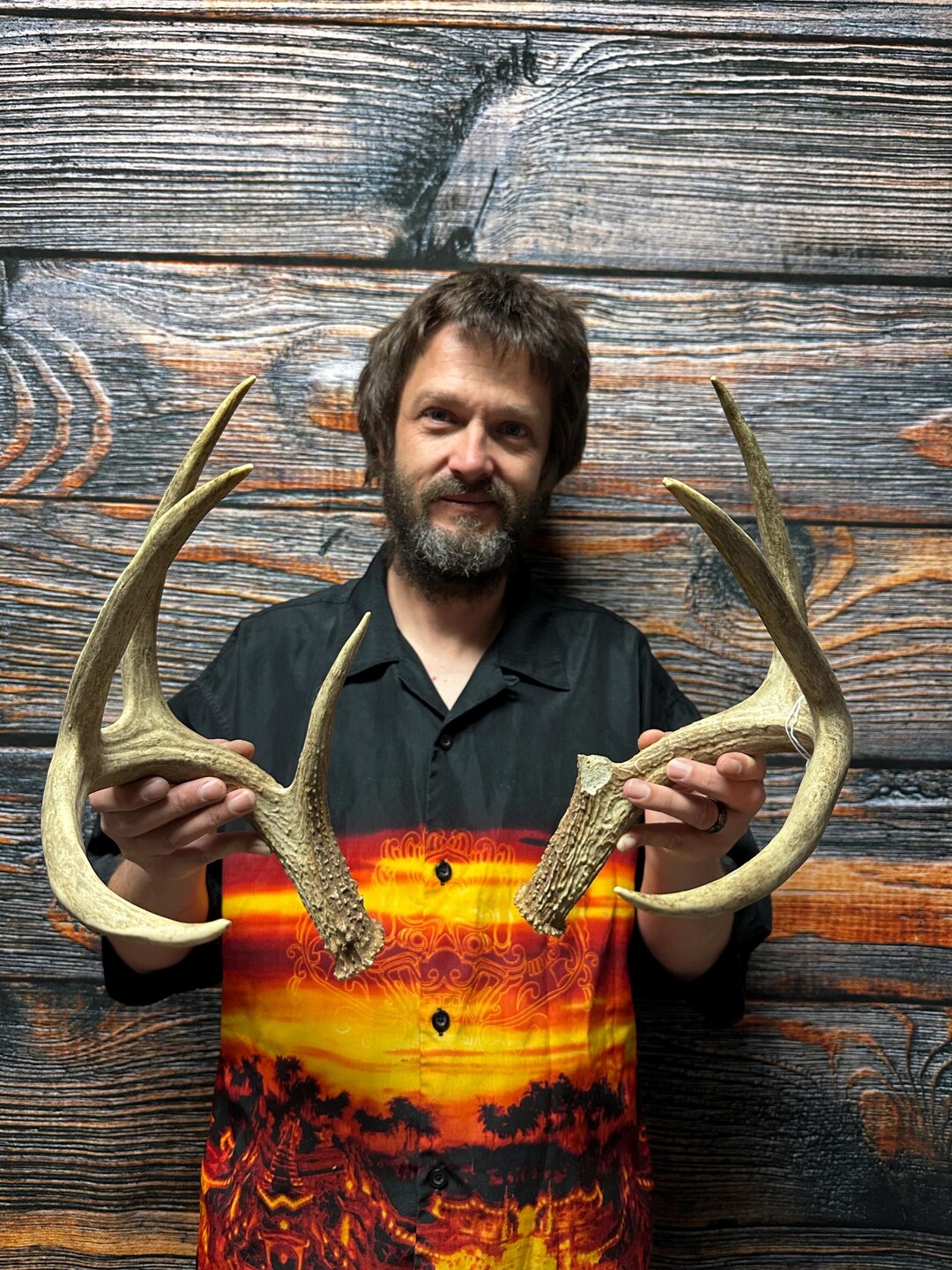 Wild 7 Point Whitetail Deer Cut off Antler Rattling Horn Unique ...