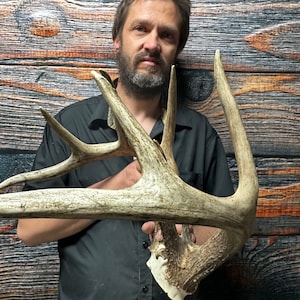 Trophy Wild 11 Point Whitetail Deer Antler Rack Horn Set Unique ...