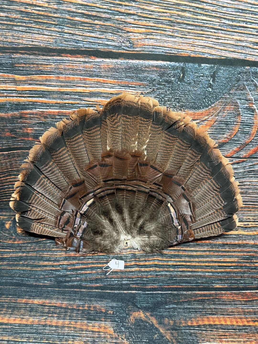 Real Wild Turkey Tail Feather Millinery Big Tom Decoy Bustle Western ...
