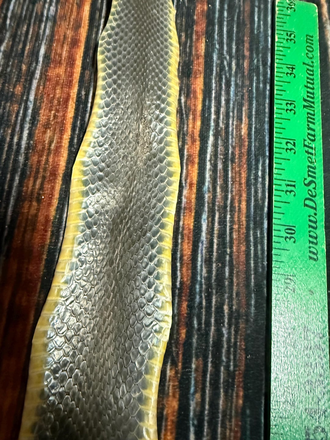 Blue Racer Snake Skin Snake Hide Soft Tanned Bow Wrap Pen Blanks Garden ...