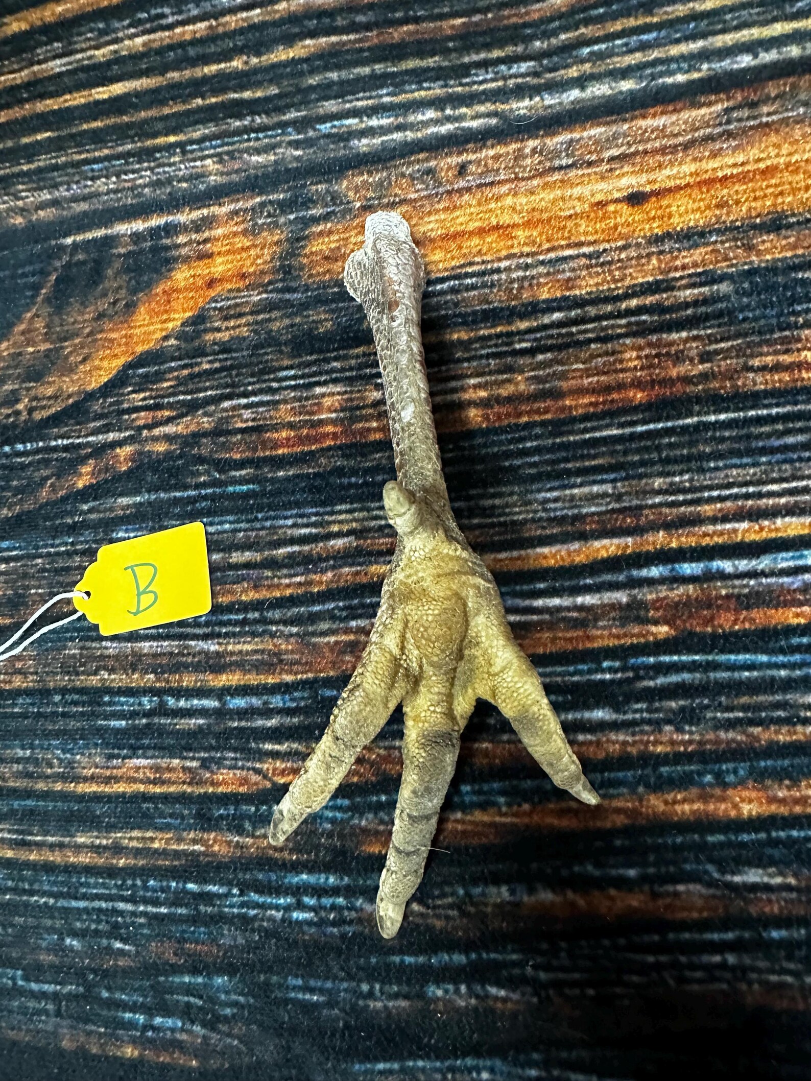 Real Wild Turkey Foot Taxidermy Mount Art Feet Voodoo Unique Christmas ...