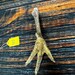 Real Wild Turkey Foot Taxidermy Mount Art Feet Voodoo Unique Christmas ...