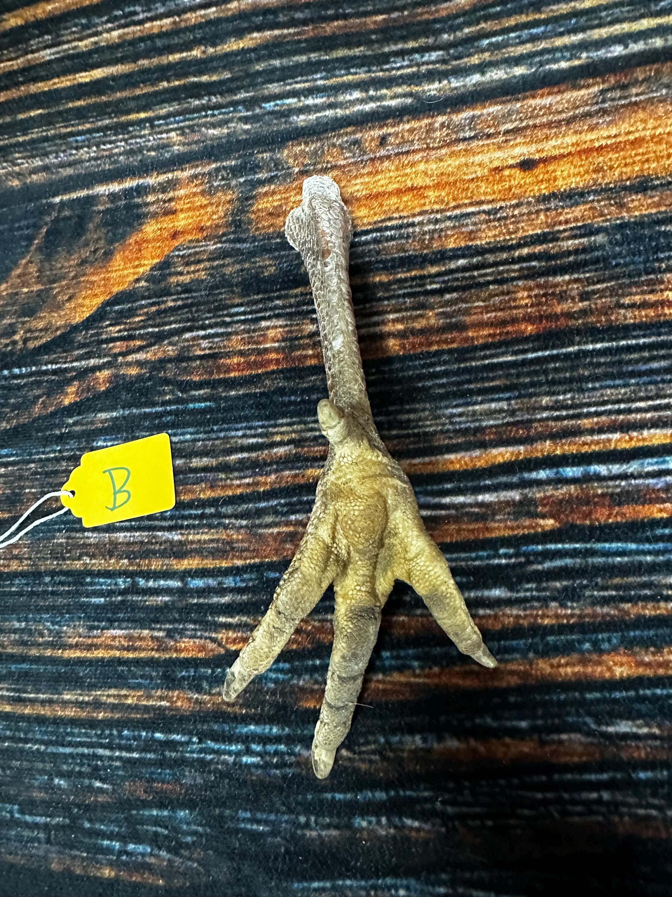 Real Wild Turkey Foot Taxidermy Mount Art Feet Voodoo Unique Christmas ...