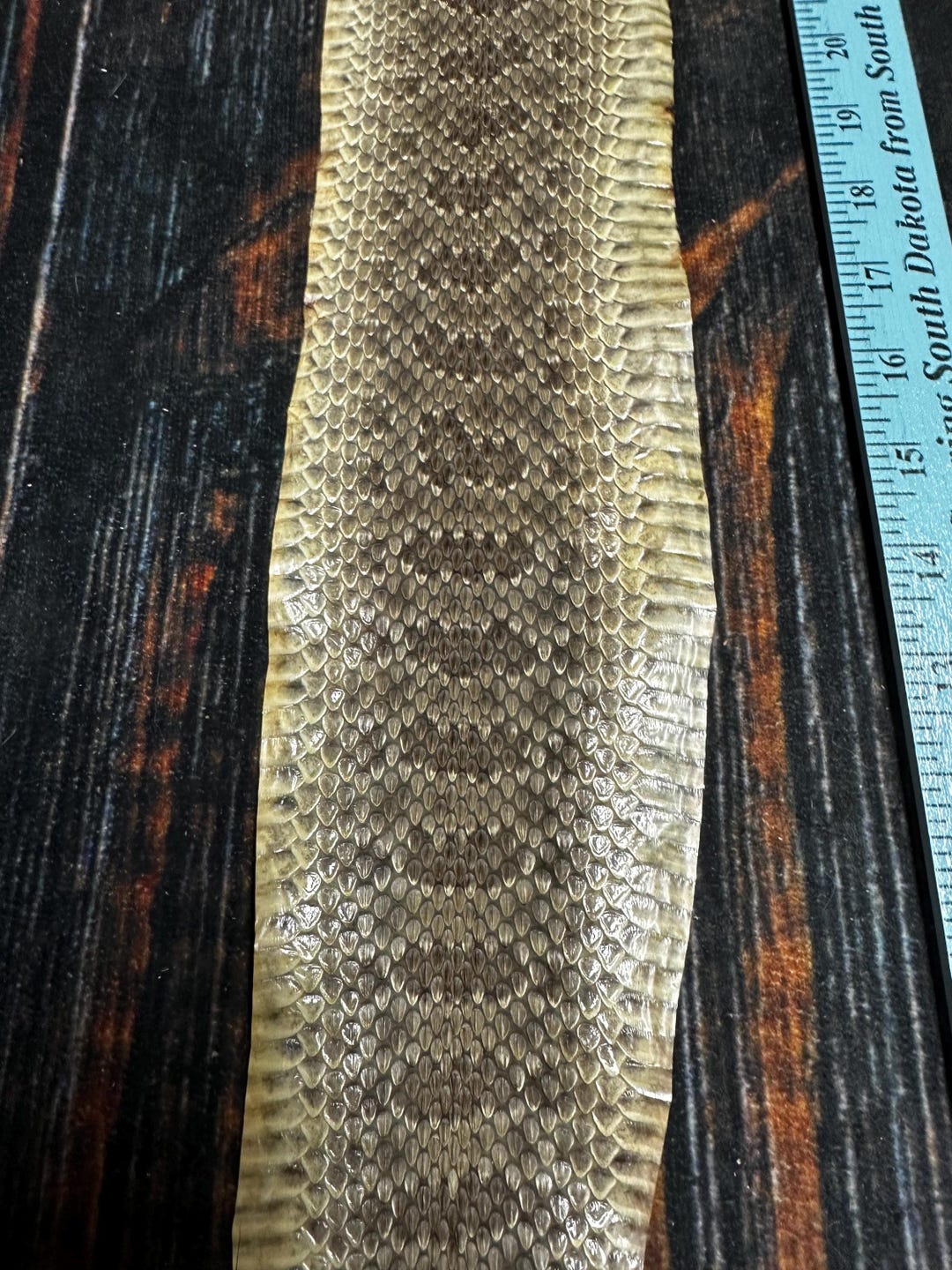 REAL Rattlesnake Skin Prairie Rattler Hide Soft Tanned Bow Wrap Blank ...