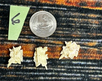 Real Rattlesnake Bones Ribs, Jaws & Skull Tops Gothic Voodoo Witchcraft ...